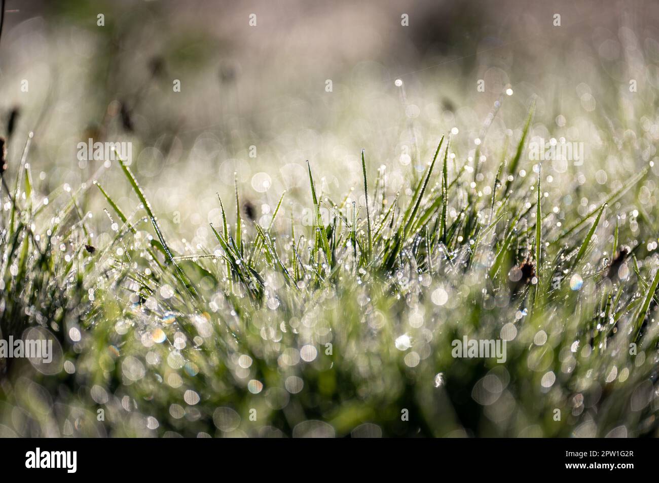 Blurred background image of green grass with bokeh and morning dew ...