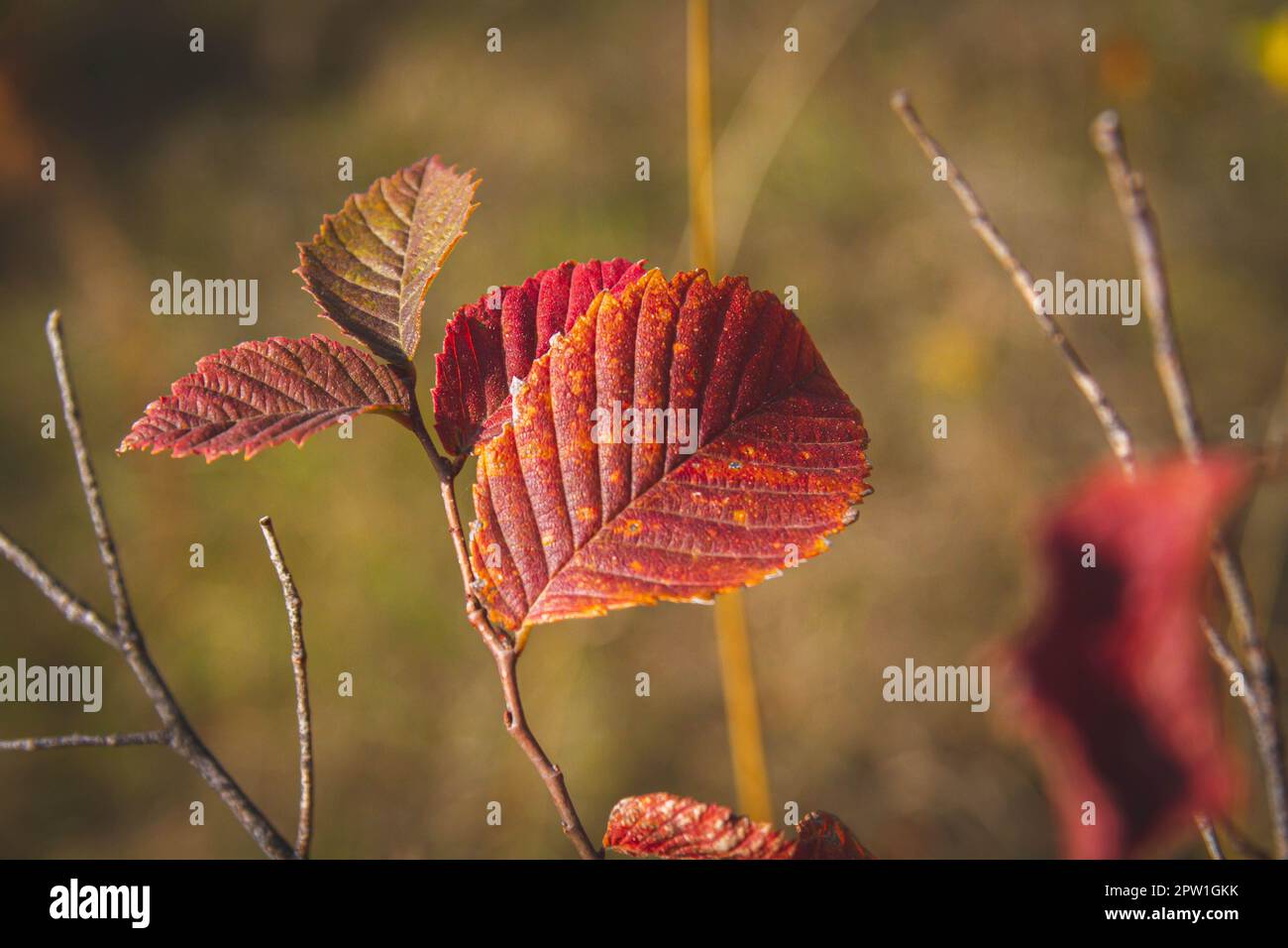 Beautiful multi-colored autumn leaves of trees. Autumn nature in ...