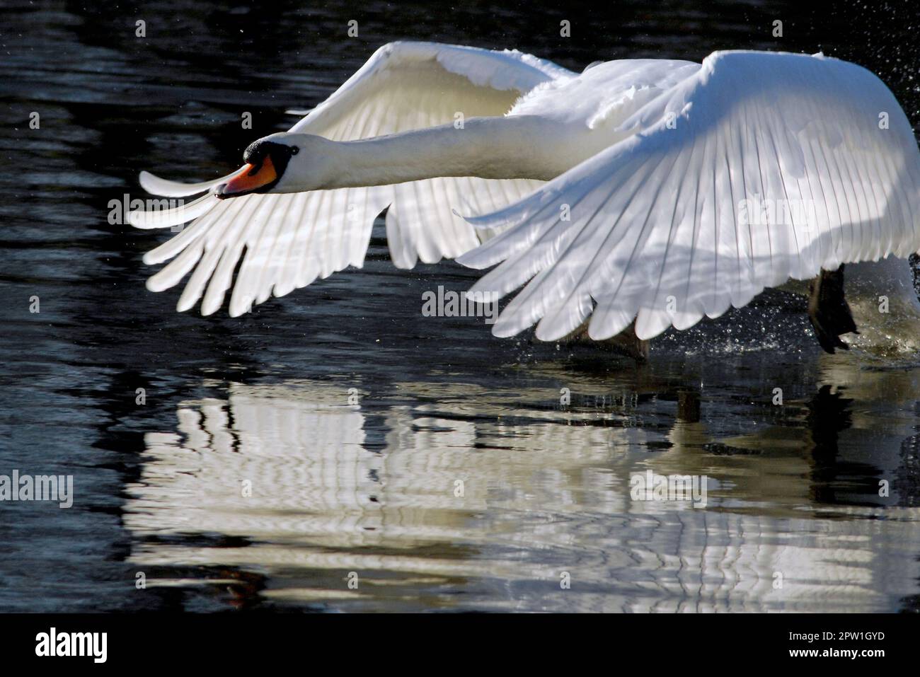 A white swan flies closely over the water surface of a lake in the take ...