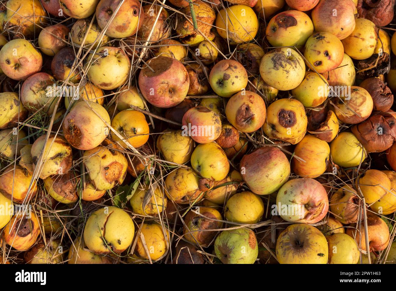 Rotten gases hi-res stock photography and images - Alamy
