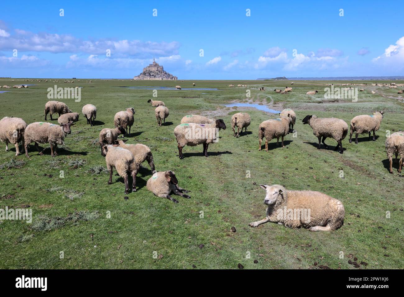 Famous,Le Mont Saint Michel,Mont Saint Michel,and,sheep,graze,grazing ...