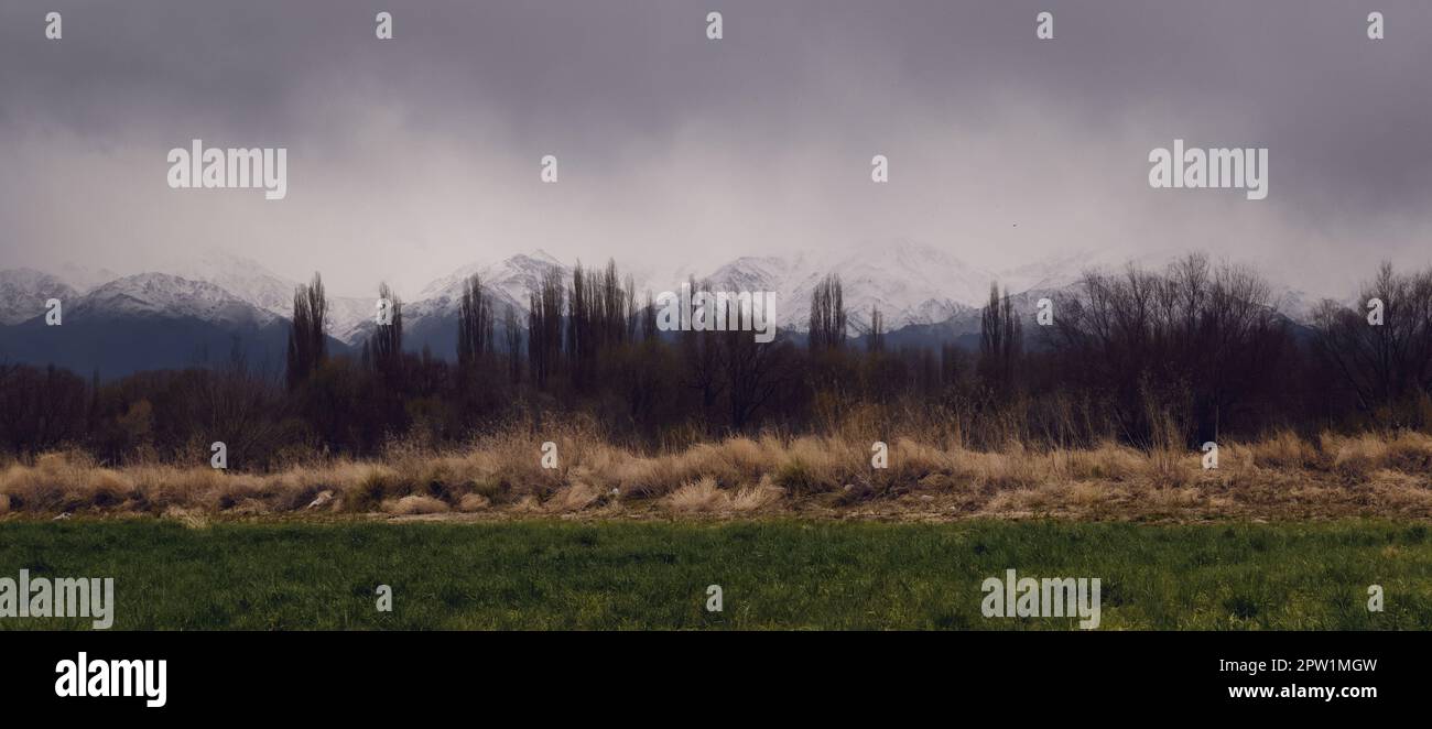 Treeline against the snowy Andes Mountains in Tupungato, Mendoza ...