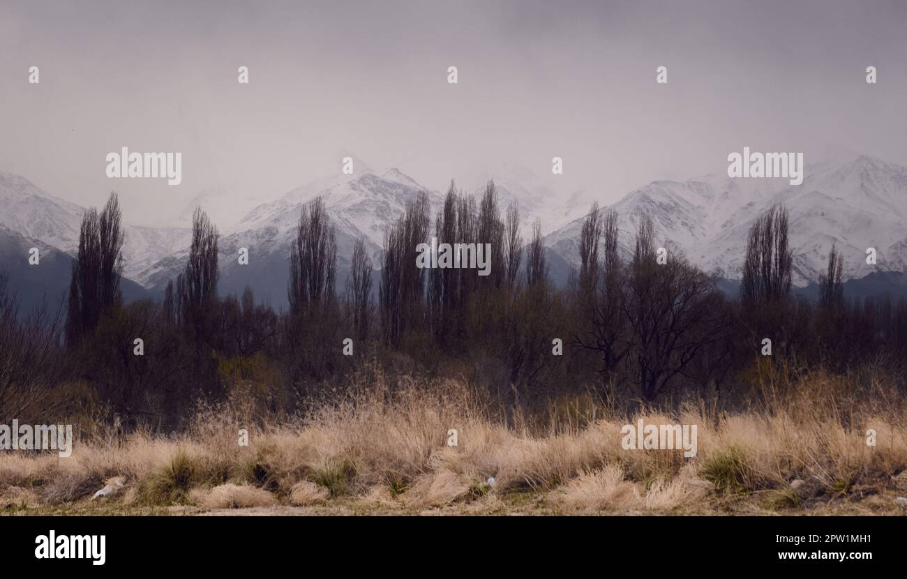Treeline against the snowy Andes Mountains in Tupungato, Mendoza ...