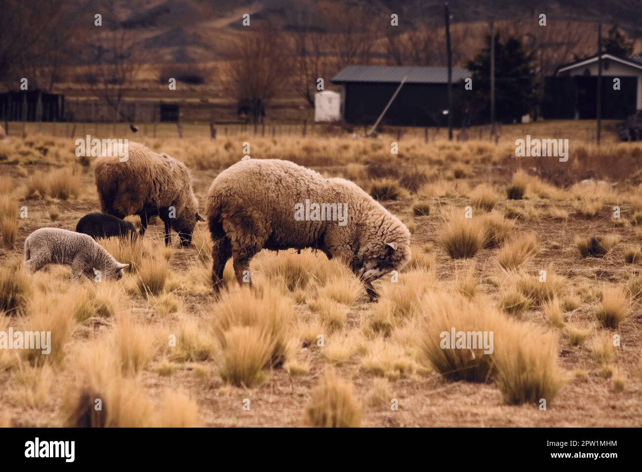 Sheep grazing in a dry grassland in Tupungato, Mendoza, Argentina Stock ...