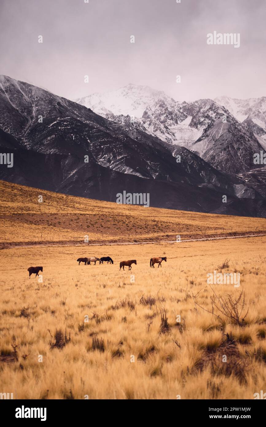 Horses grazing in a dry grassland by the snowy Andes mountains in Valle ...