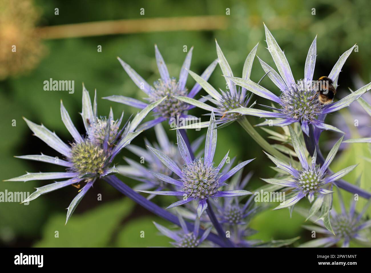 Purple ornamental sea holly, Eryngium of unknown species and variety ...