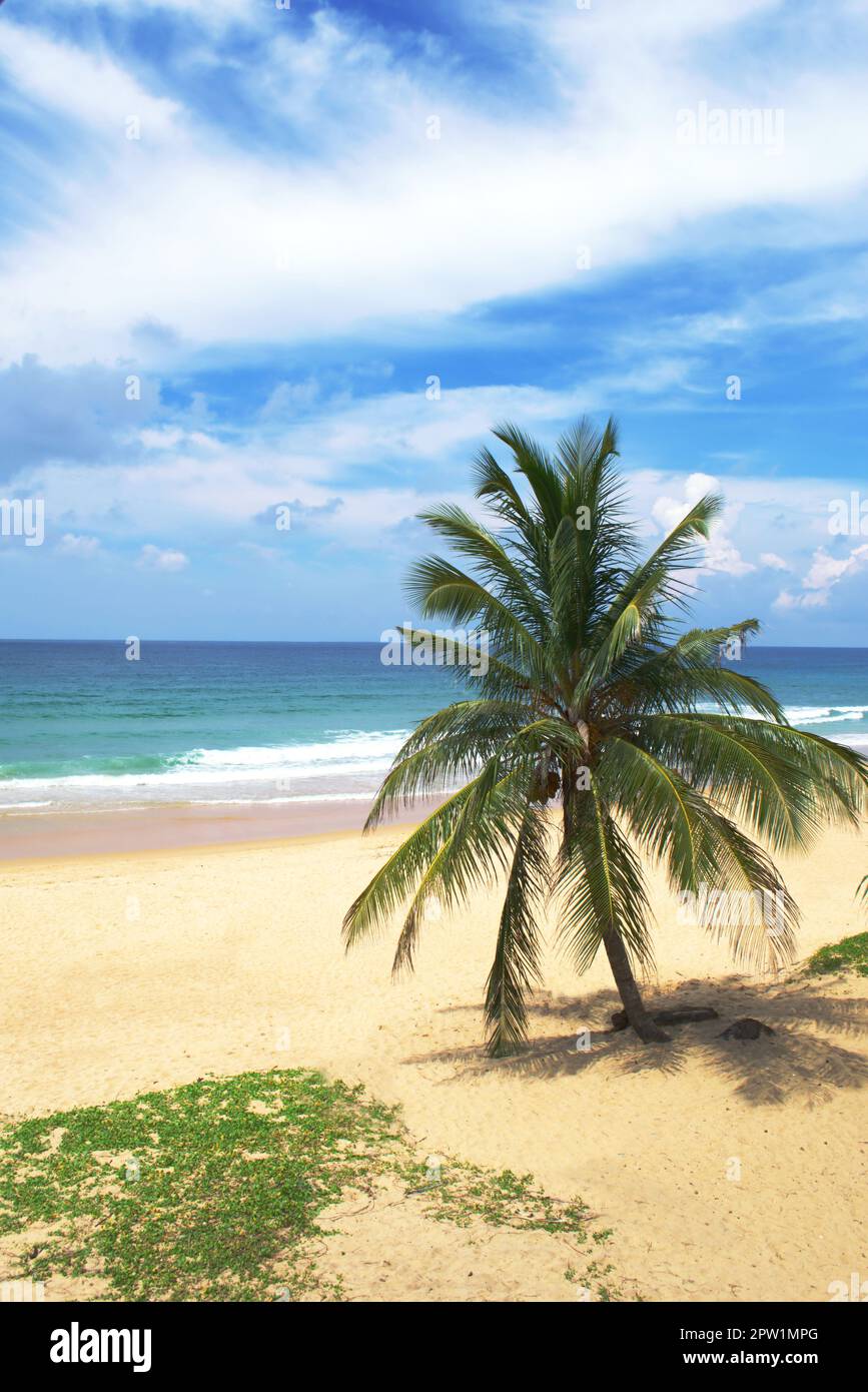 Palm trees on a Tropical beach in Phuket, Thailand, on a sunny day ...