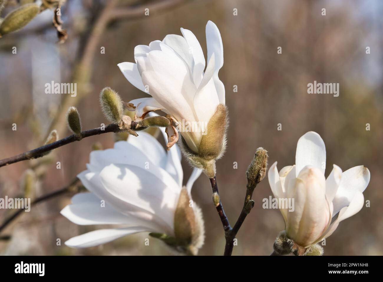 Magnolia blossom on a magnolia tree. Magnolia trees are a true splendor ...