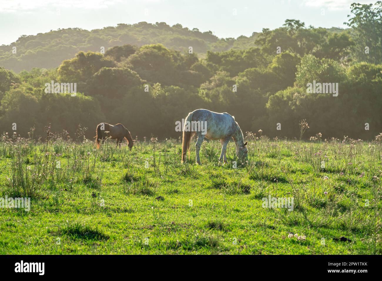 horses in nature at sunrise. High quality Stock Photo - Alamy