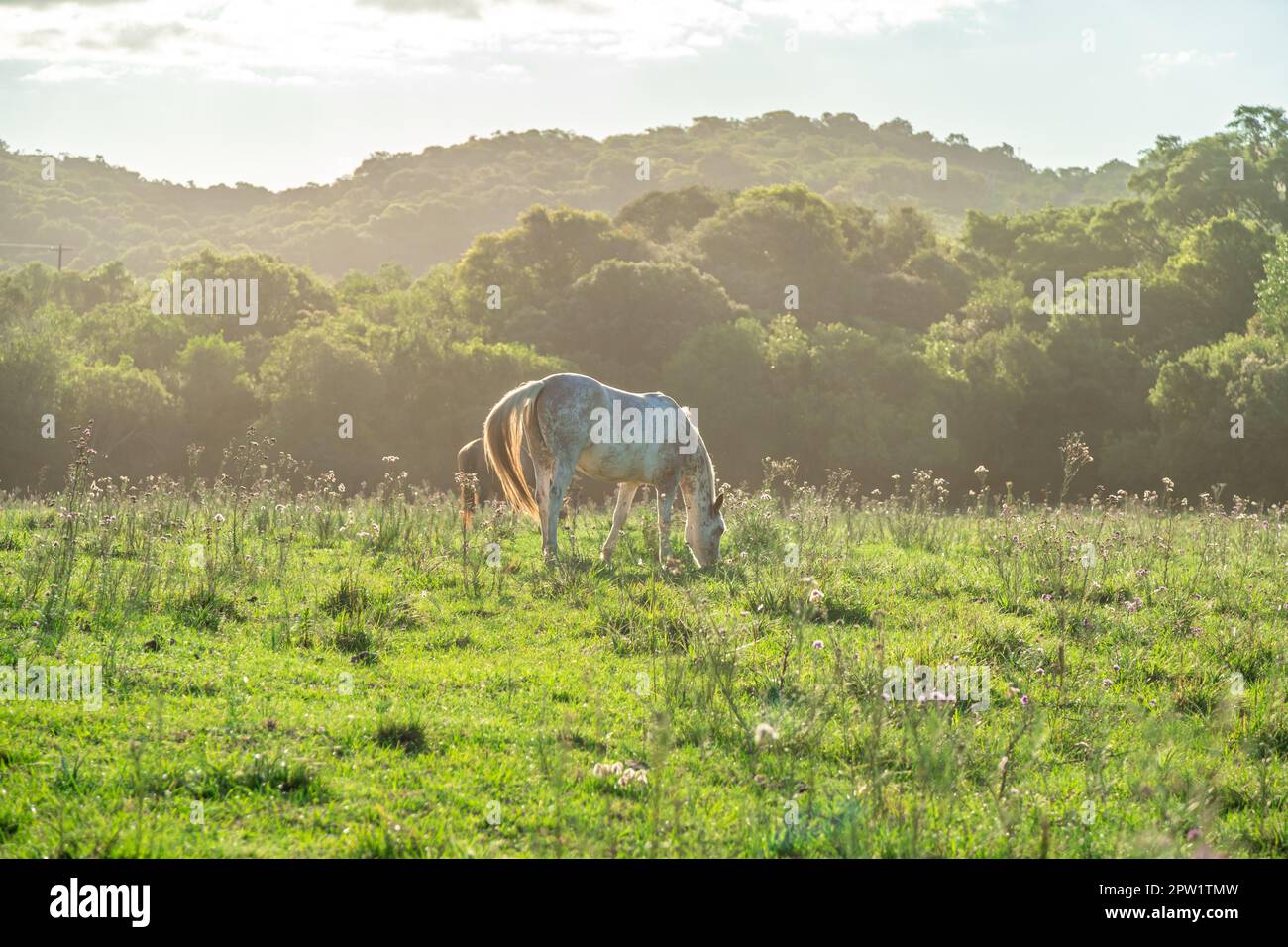 horses in nature at sunrise. High quality Stock Photo - Alamy