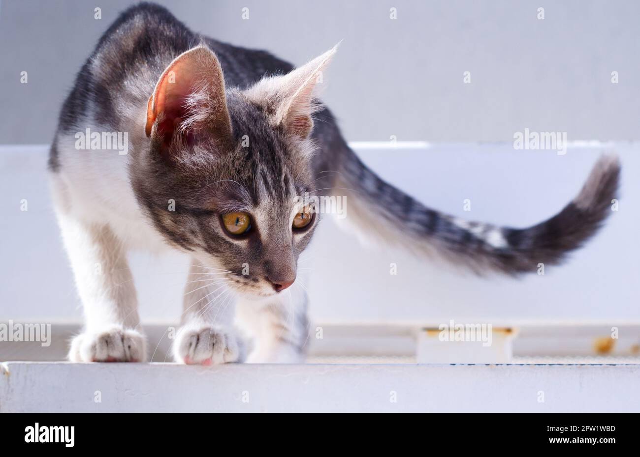 Young gray tabby cat staring intensely. Close up Stock Photo - Alamy