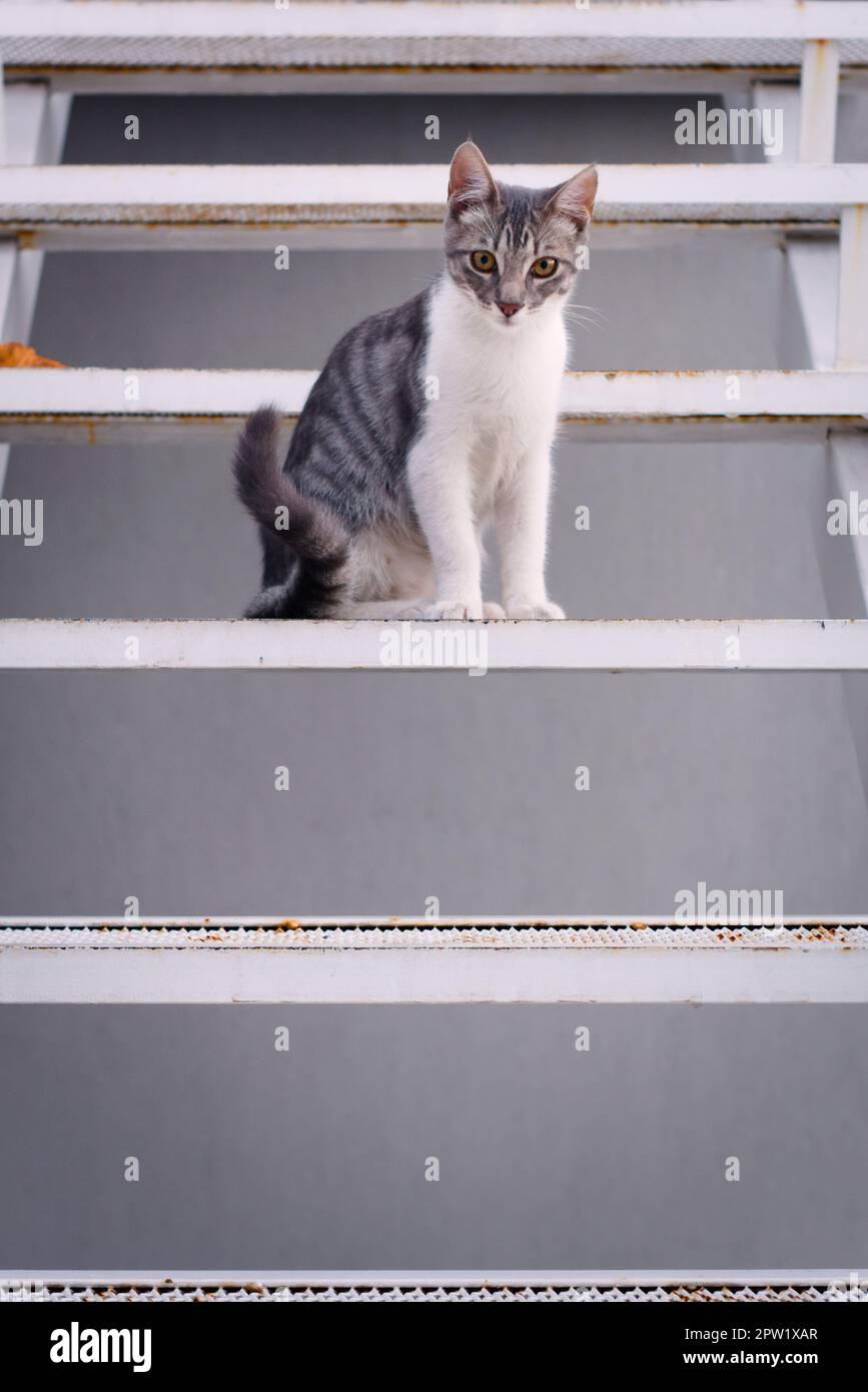 Cute, young tabby cat, sitting on the steps of a metal stairway Stock ...