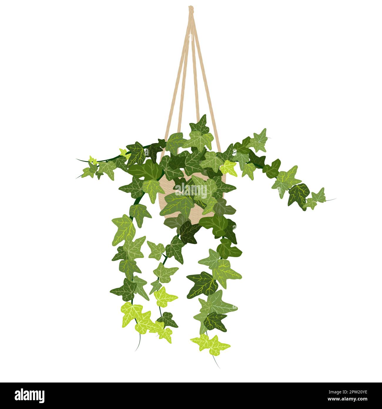 Hanging pot with ivy on a white background Stock Photo - Alamy