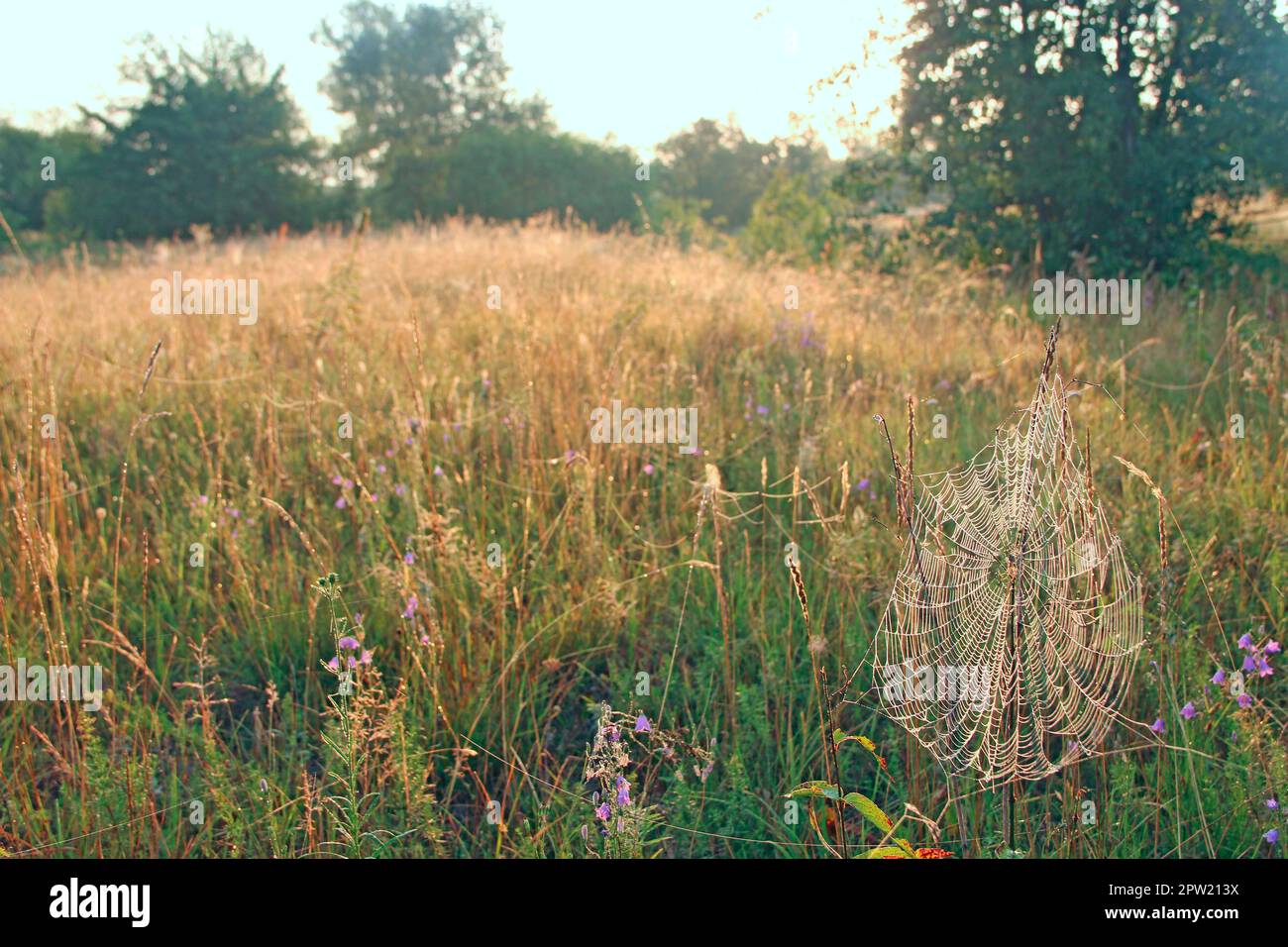 Plant is wrapped in wet web at dawn. Dew on cobweb. Summer flowers in ...