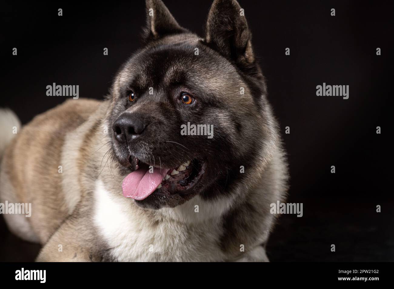 American akita young dog muzzle portrait with tongue hanging out Stock ...