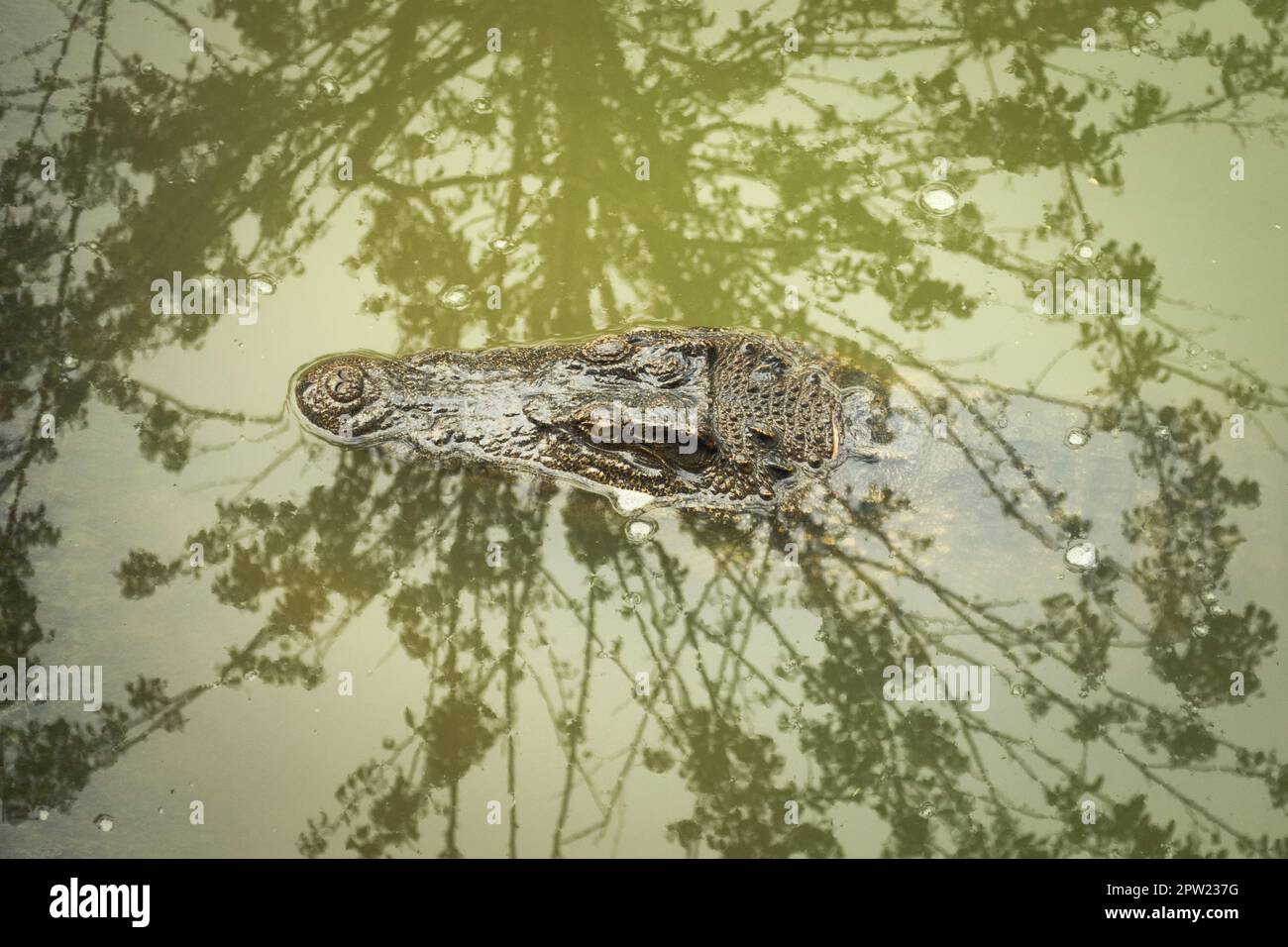 Siamese crocodile (Crocodylus siamensis) lurking underwater on a river ...
