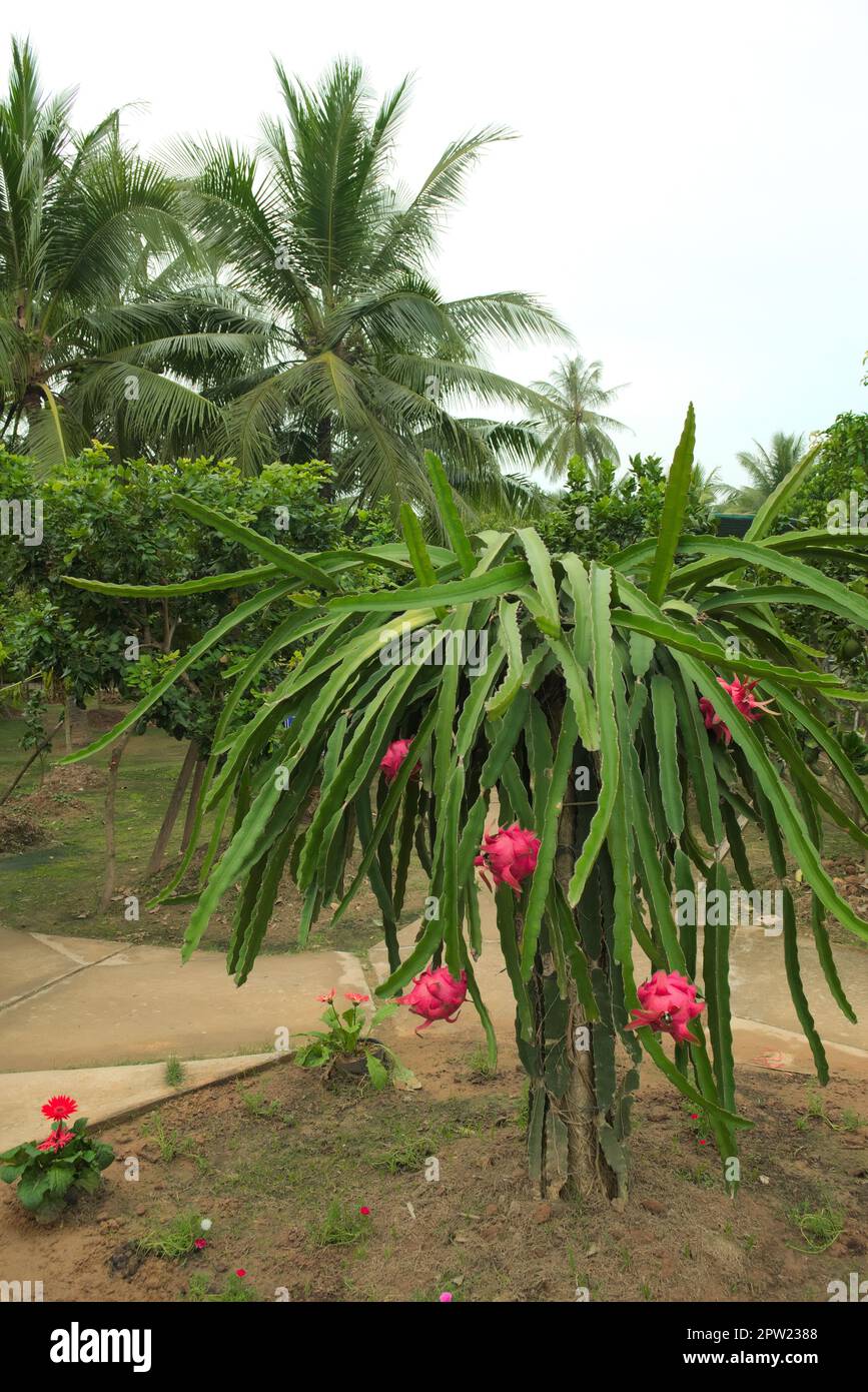Pitayas, also known as dragon fruits (Hylocereus undatus) on the plant ...