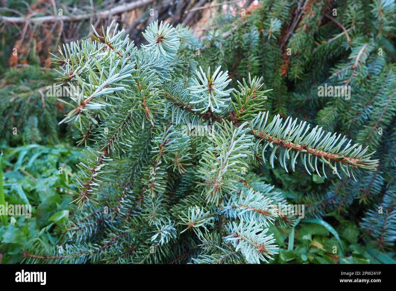 Picea spruce, a genus of coniferous evergreen trees in the pine family ...