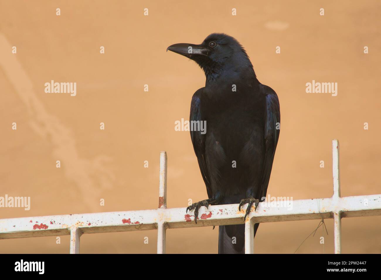 Long-billed crow (Corvus Macrorhynchos) perched atop a fence in Bangkok ...