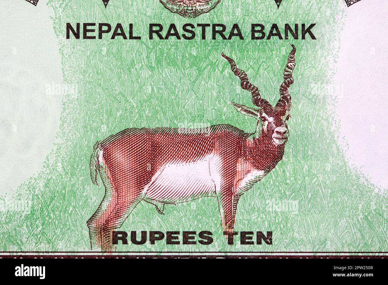 Antelope from Nepalese money - rupee Stock Photo - Alamy