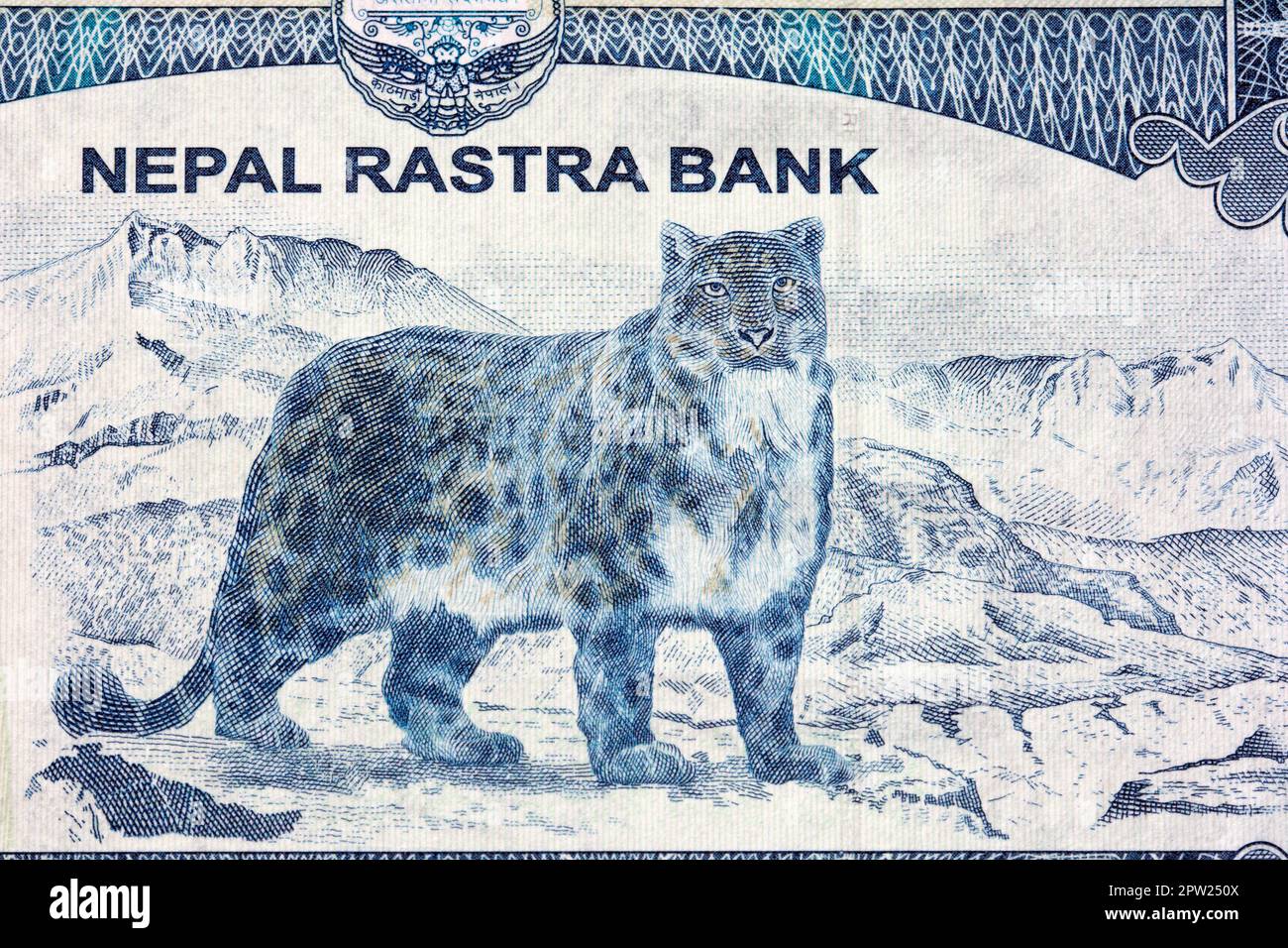 Nepal leopard hi-res stock photography and images - Alamy