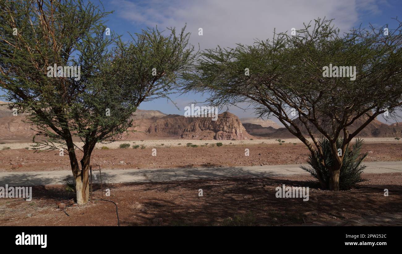 Acacia tree in geological park Timna, Israel Stock Photo - Alamy