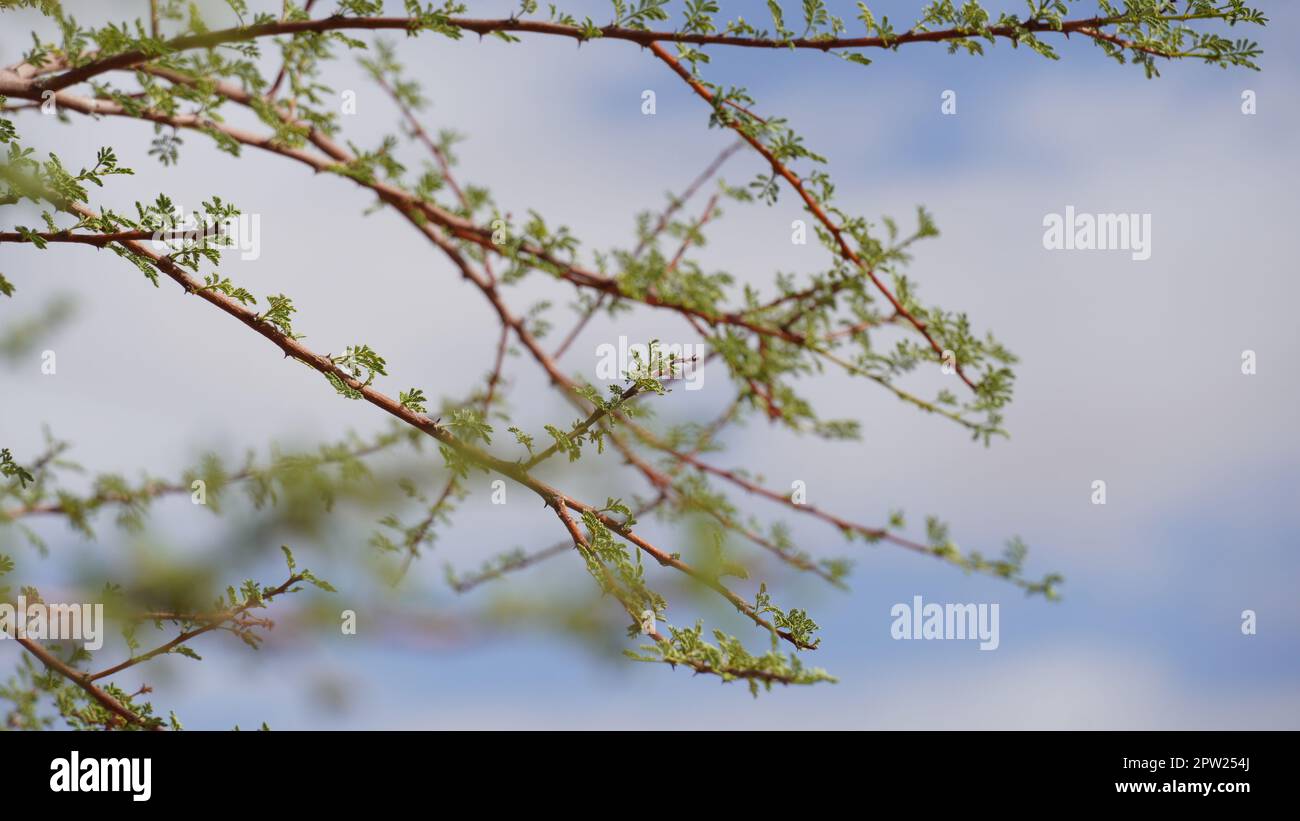 Acacia tree in geological park Timna, Israel Stock Photo - Alamy