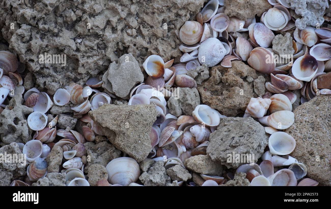 Shells of sea snails white and crimson colors. Mediterranean coast ...
