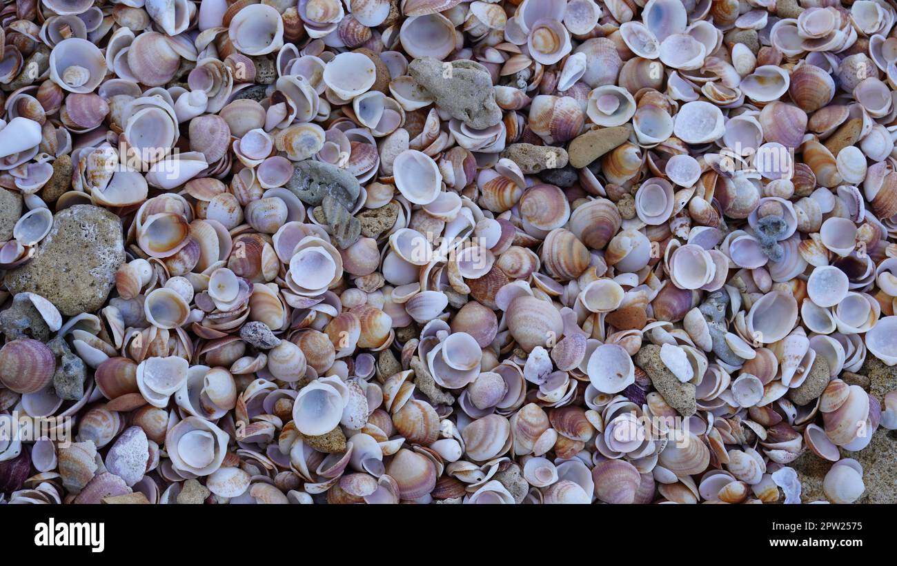 Shells of sea snails white and crimson colors. Mediterranean coast ...