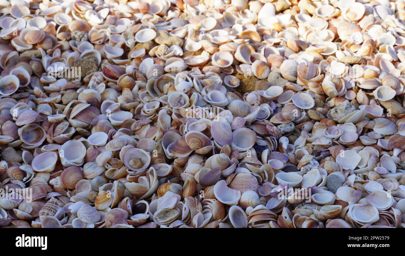 Shells of sea snails white and crimson colors. Mediterranean coast ...