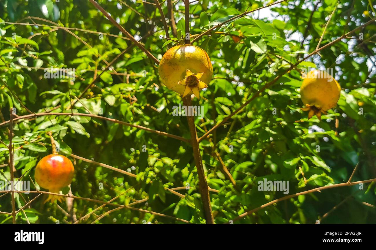 Pomegranate Pomegranates grow on the tree in Zicatela Puerto Escondido ...