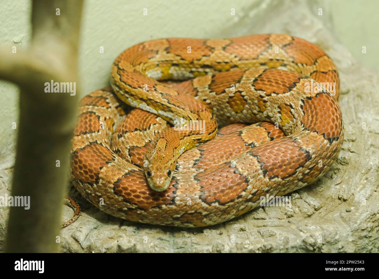 Corn Snake on the rock Is a snake that has been popular for raising ...