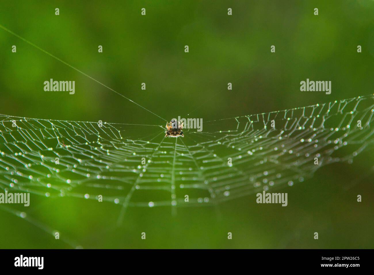 Tiny spider hanging from its web with glistening droplets on it on a ...