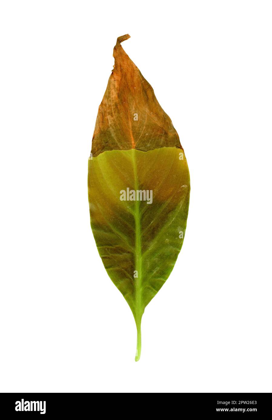 browning leaves caused by under watering, sunburn or overwatering ...