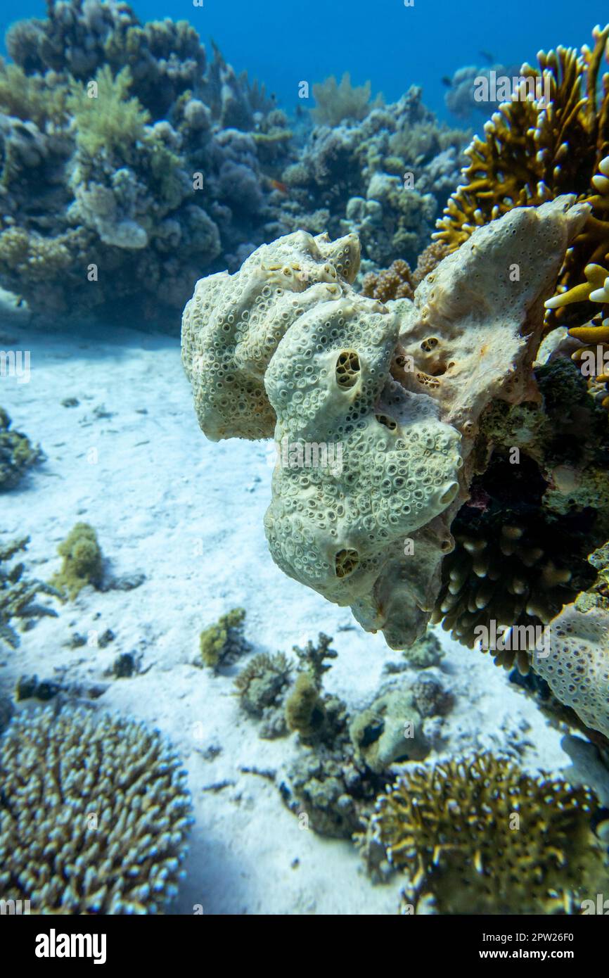 Colorful coral reef at the bottom of tropical sea, white sea sponge ...