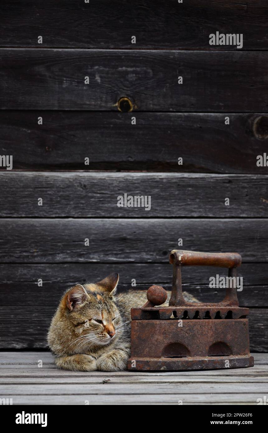 A multi-colored thick cat is located next to a heavy and rusty old coal ...