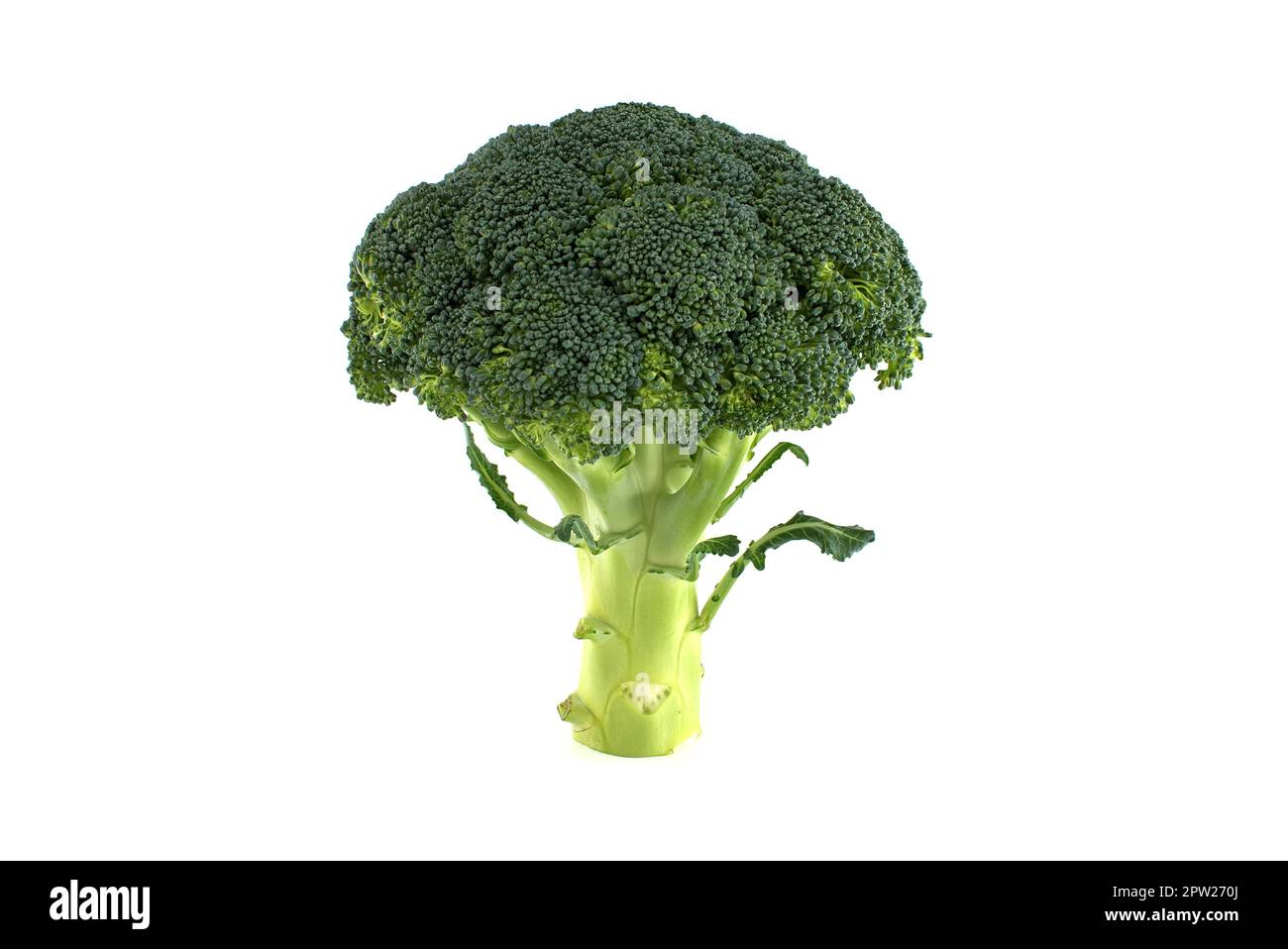 Fresh raw green broccoli isolated on white background Stock Photo - Alamy