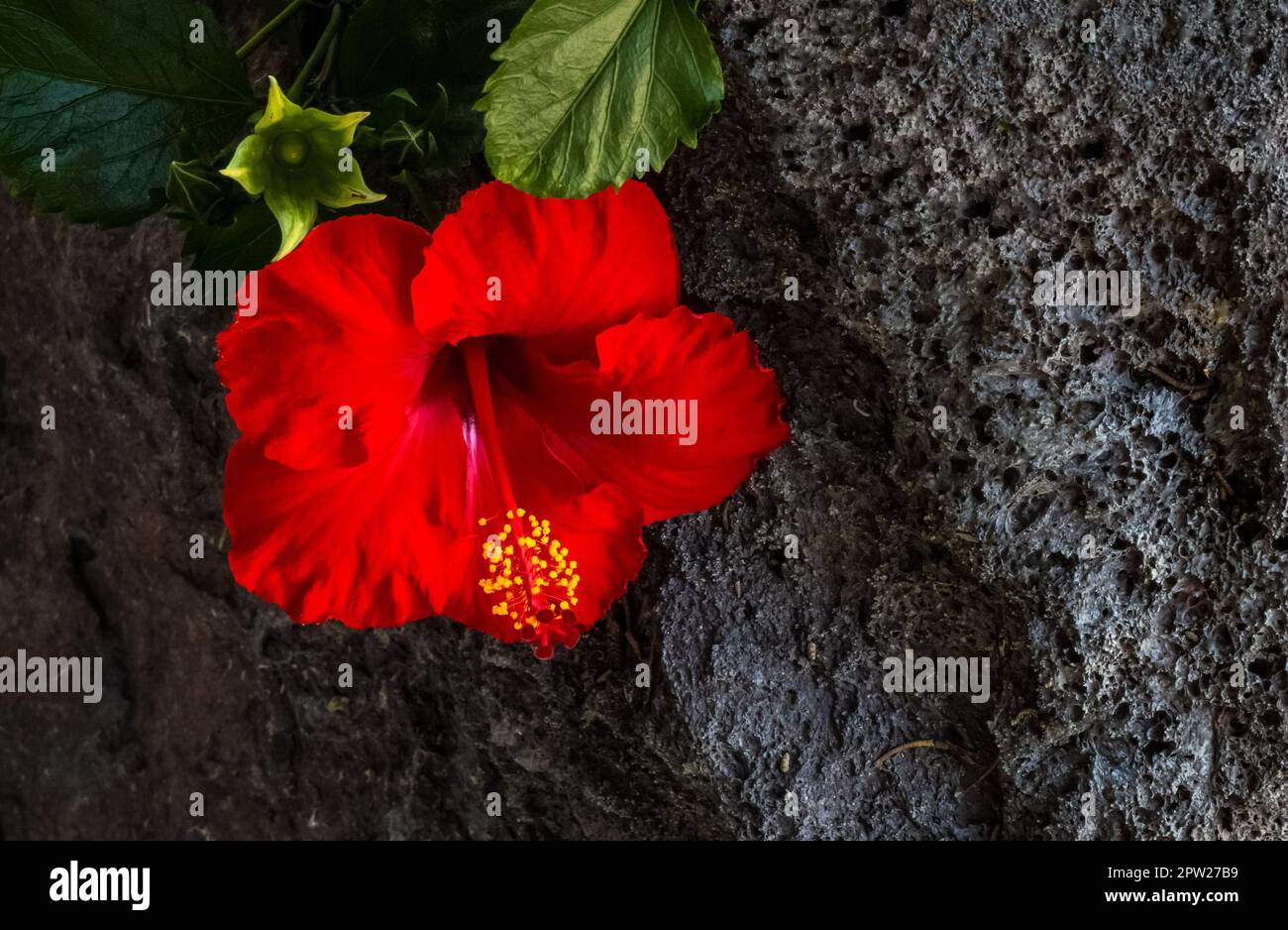 Lava flower hi-res stock photography and images - Alamy