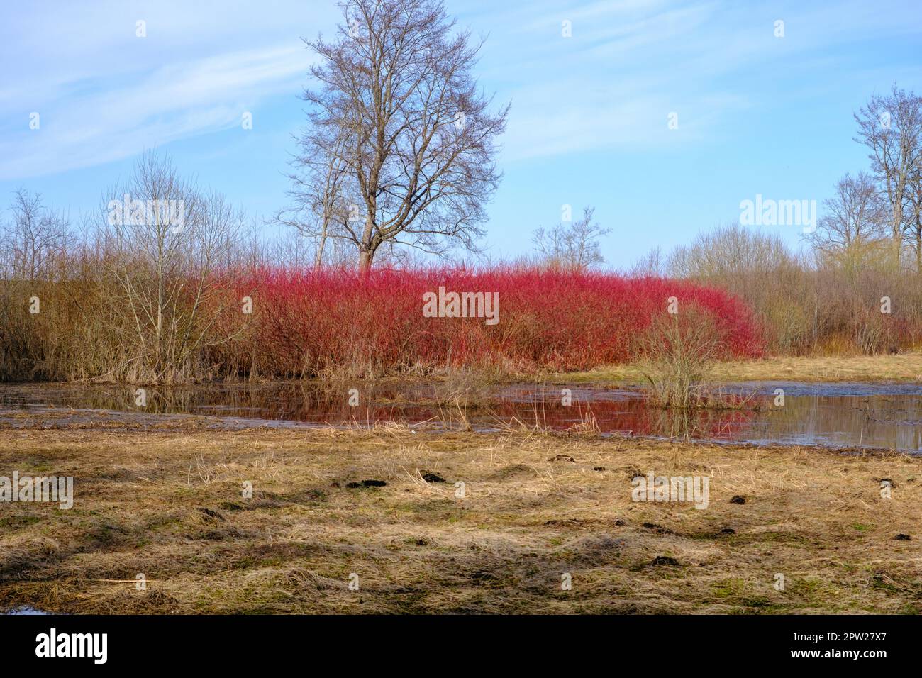 A shrub with bright red branches in early spring Stock Photo - Alamy