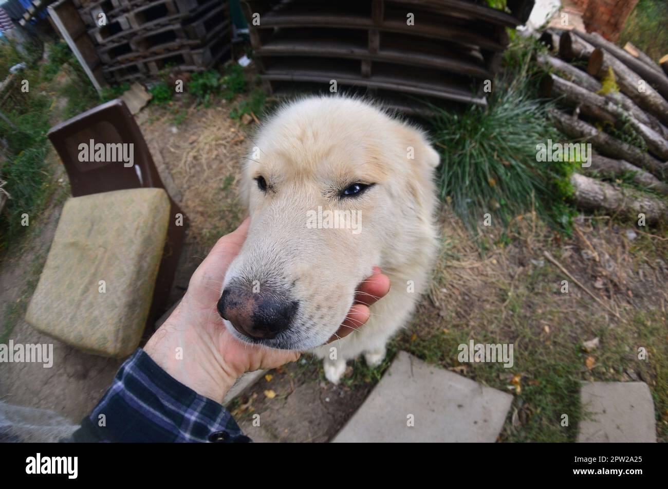Portrait of the White Siberian Samoyed husky dog with heterochromia (a ...