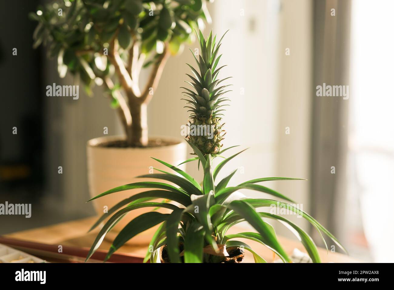 Pineapple in home organic farm. Growing pineapple at home. Gardening ...