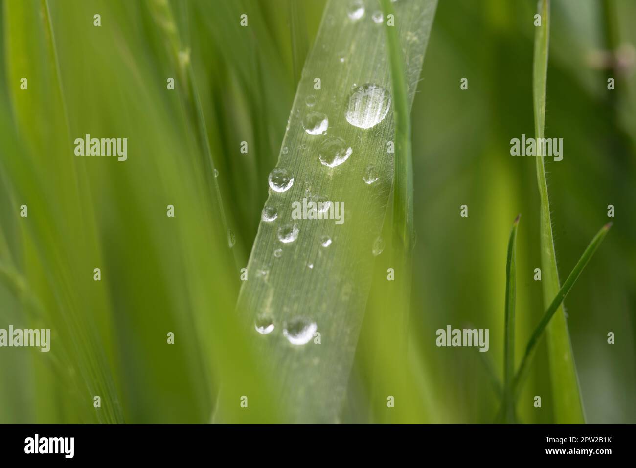 Foglia orto e giardino hi-res stock photography and images - Alamy