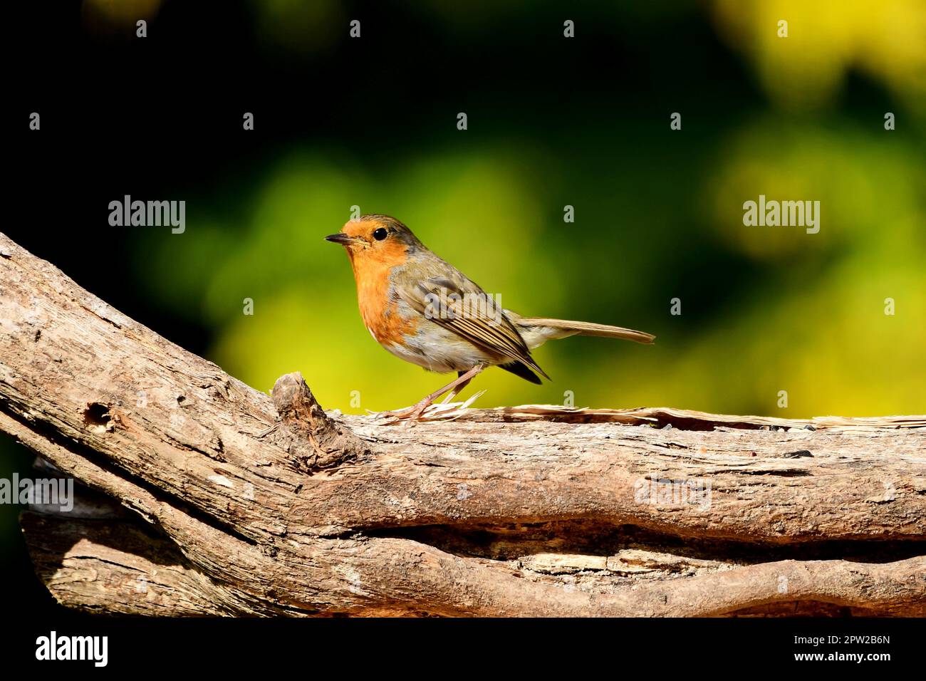 Robins flying hi-res stock photography and images - Alamy