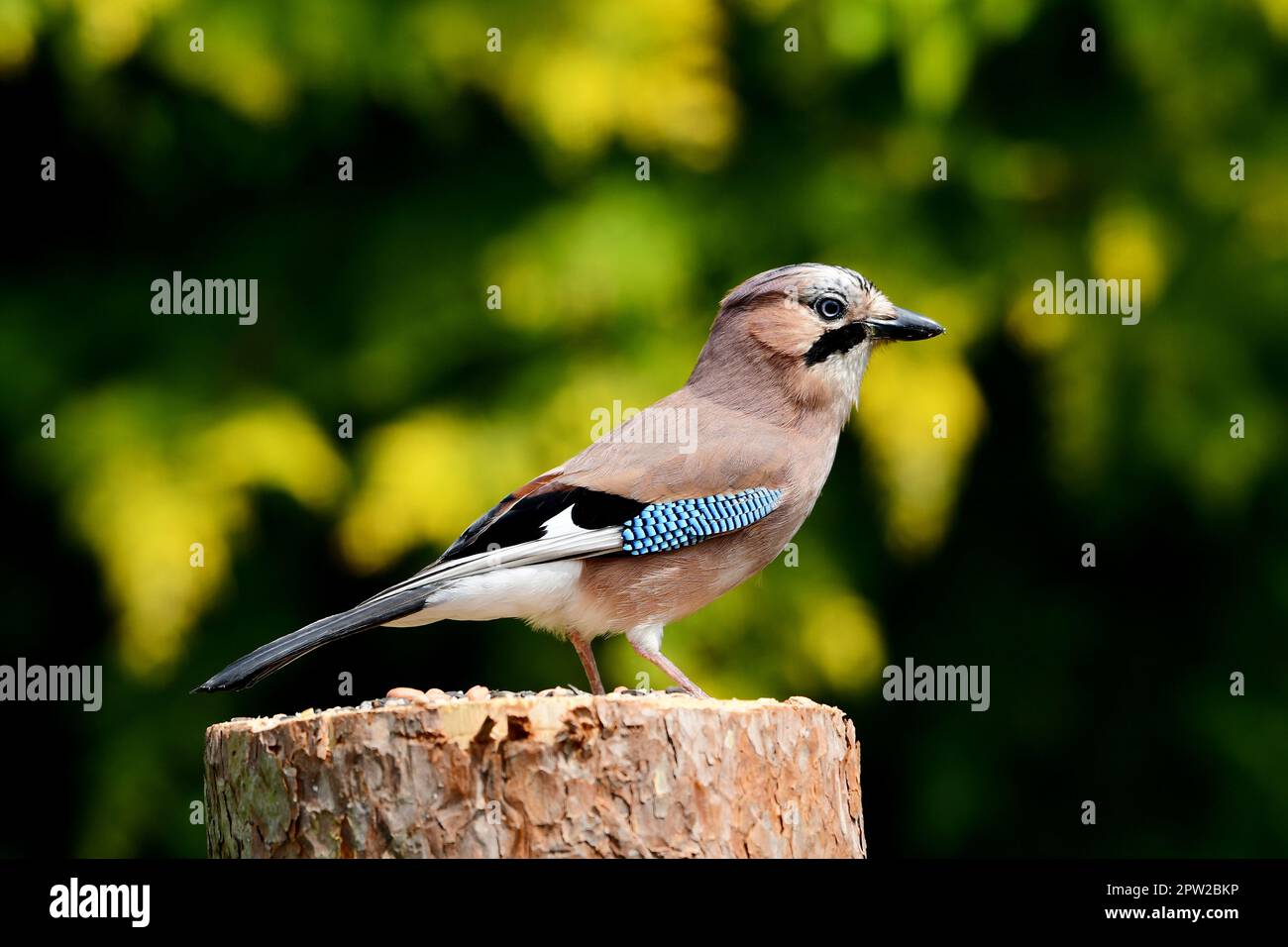 Jay uk nest hi-res stock photography and images - Alamy