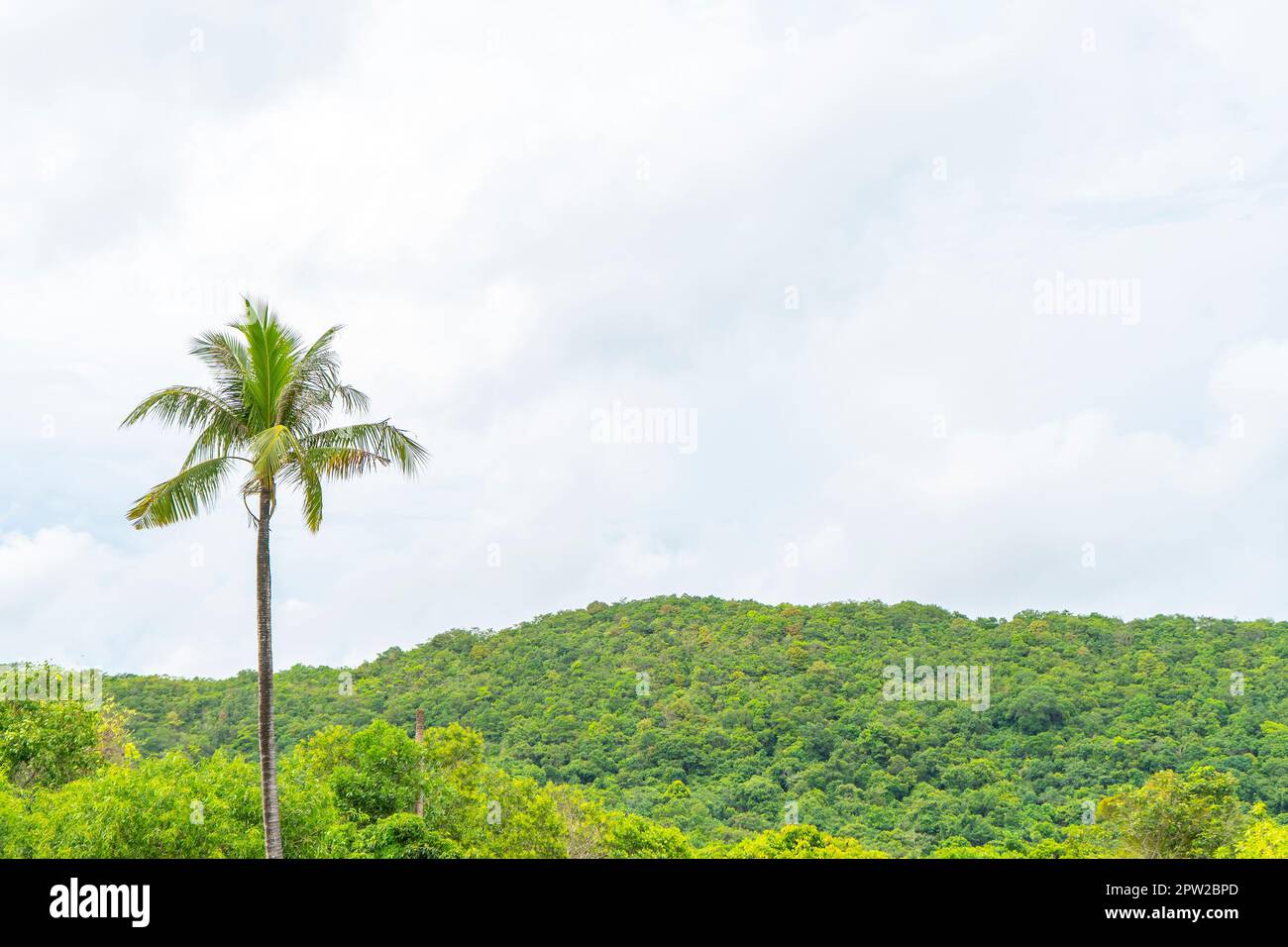 One coconut tree with forest and sky background Stock Photo - Alamy