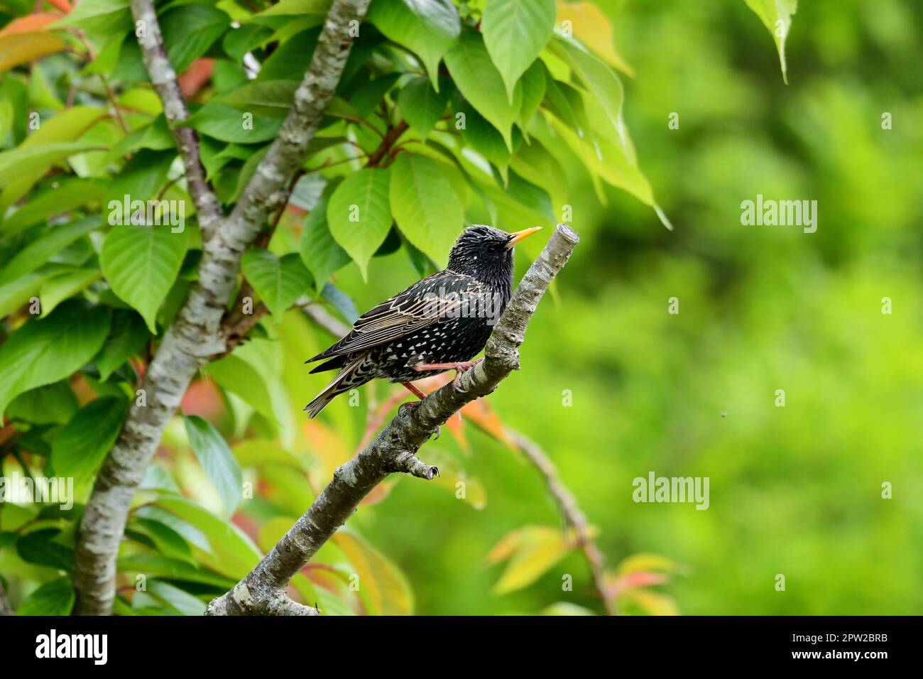 Starlings wings hi-res stock photography and images - Alamy
