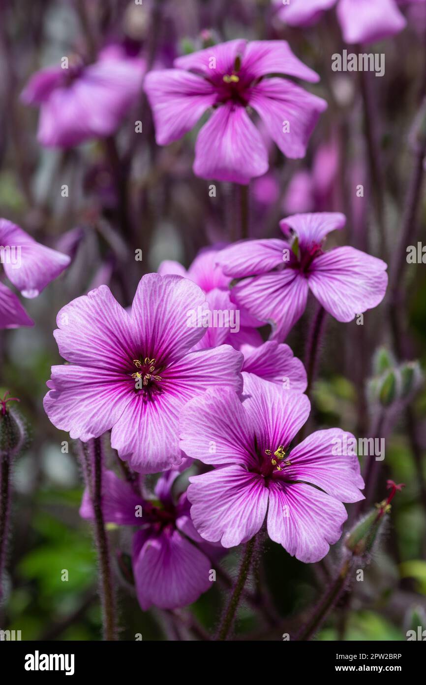 Close up of Madeira cranesbill (geranium maderense) flowers in bloom ...
