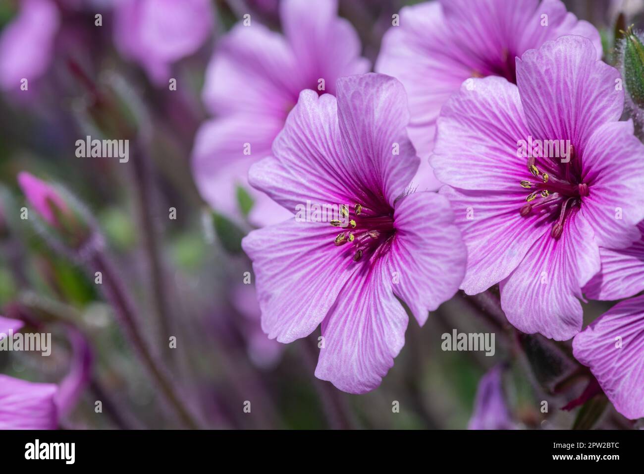 Madeiran cranesbill hi-res stock photography and images - Alamy