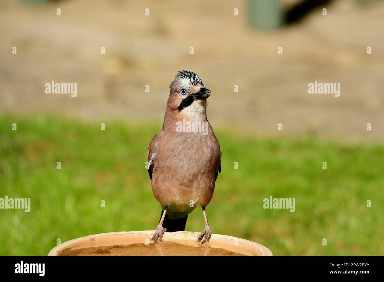 Jay uk nest hi-res stock photography and images - Alamy
