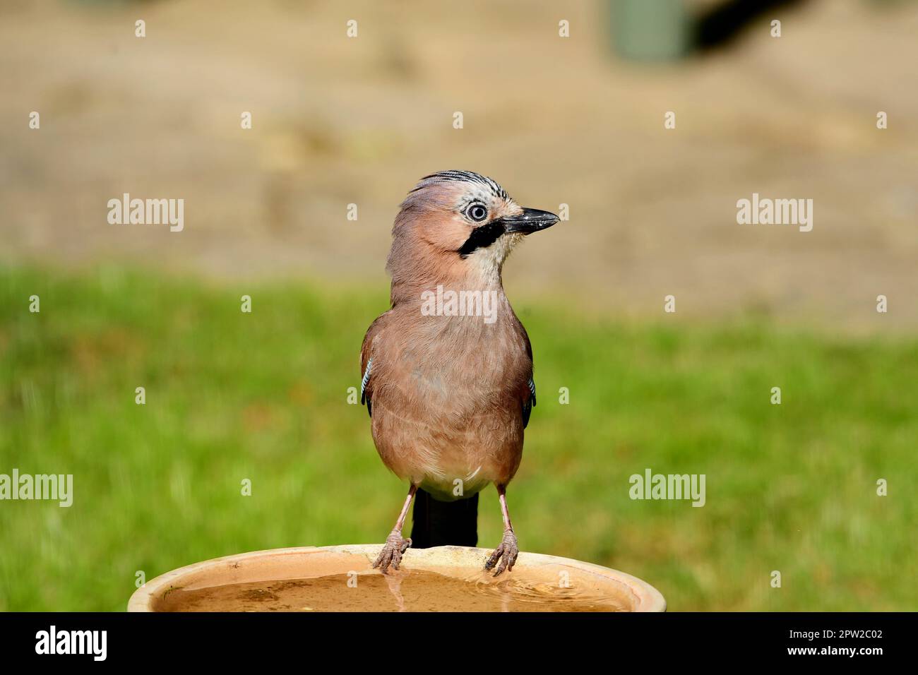 Jay bird uk nest hi-res stock photography and images - Alamy